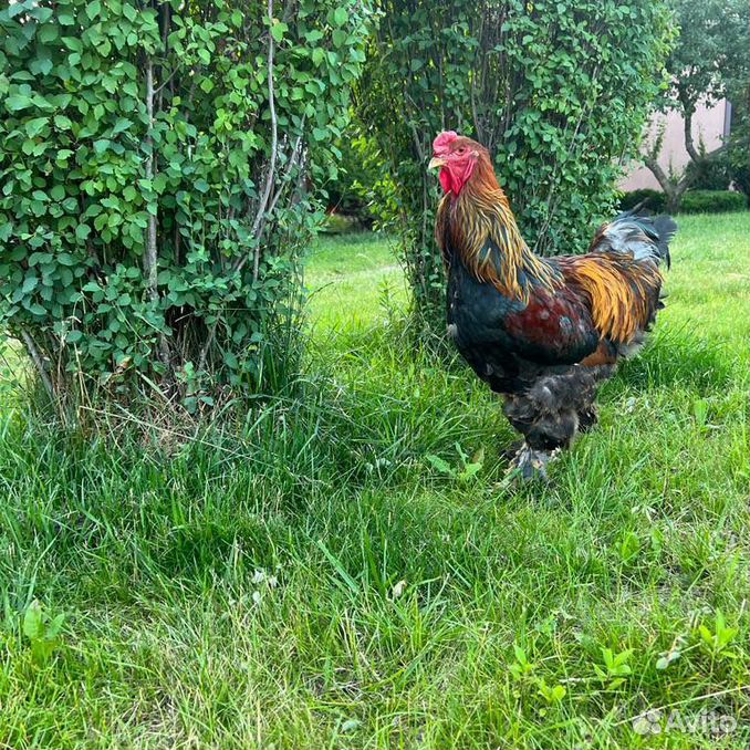 Петух брама Куропатчатый молодой