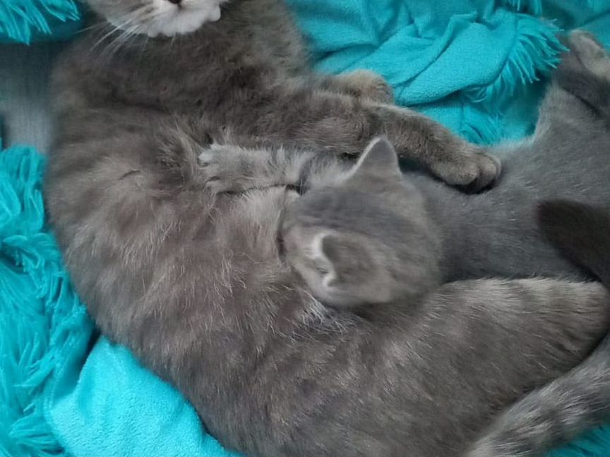 Продам кошку
