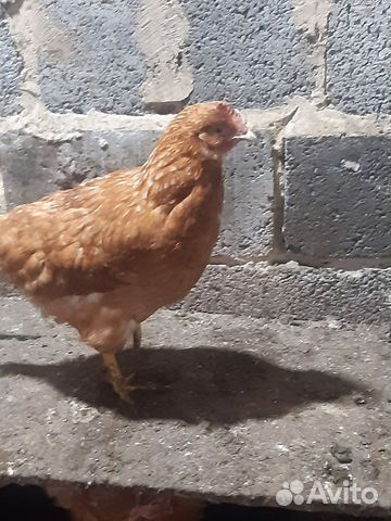 Продаются куры