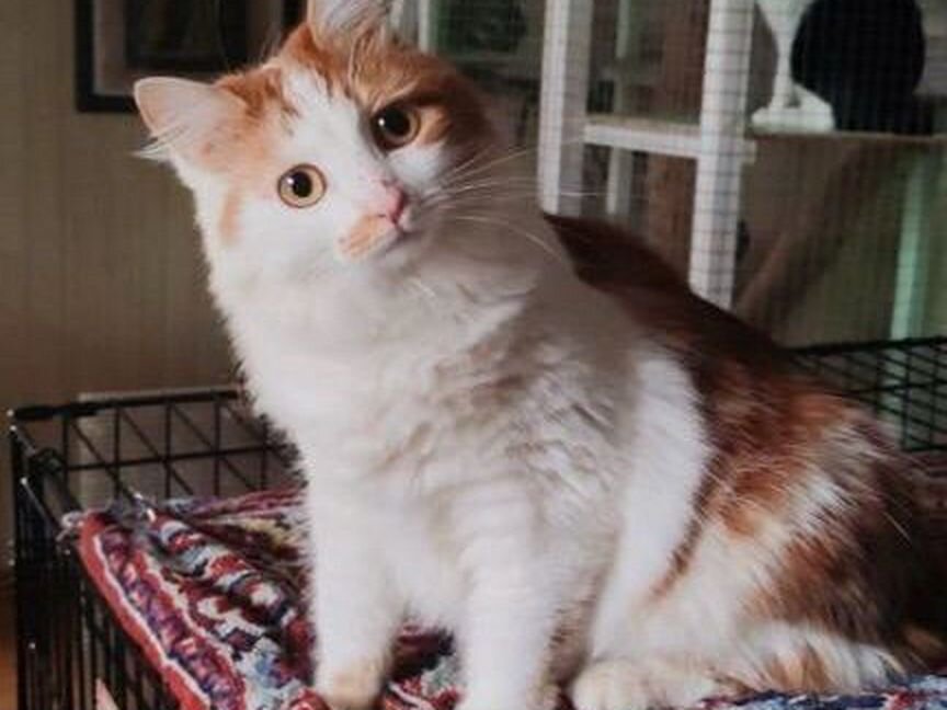 Ласковый, дружелюбный бело-рыжий кот