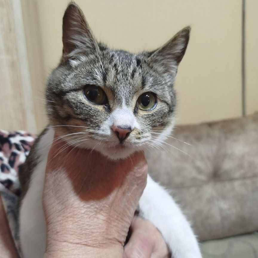 Кошечка-охотница, гроза мышей и крыс, ищет дом