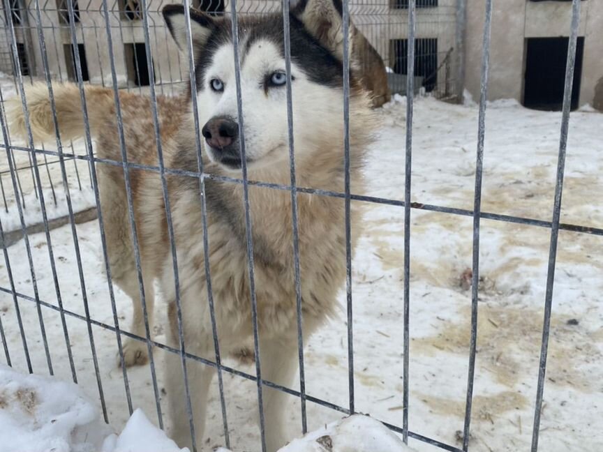 Сибирский хаски девочка