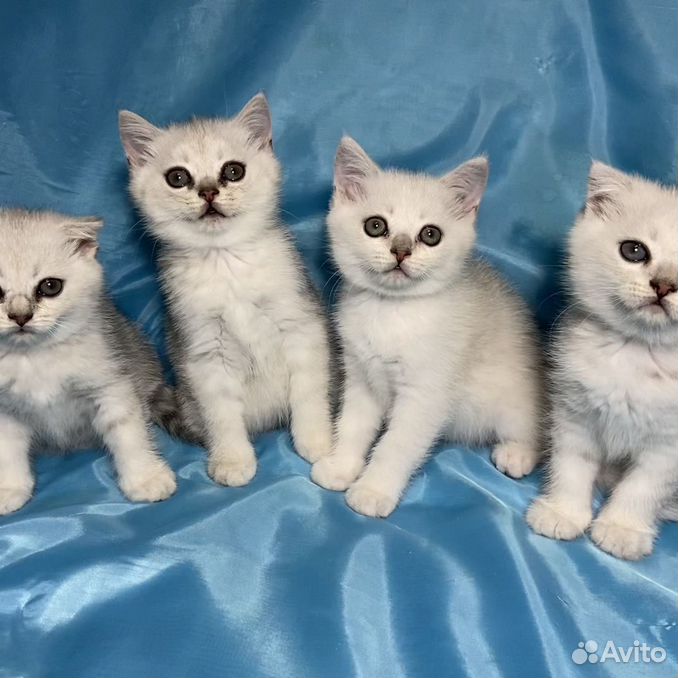 Милые шотладцы ждут новых хозяев