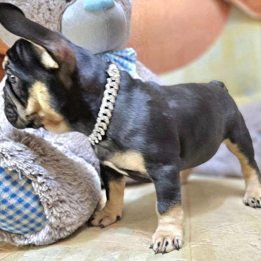 Девочка, генная