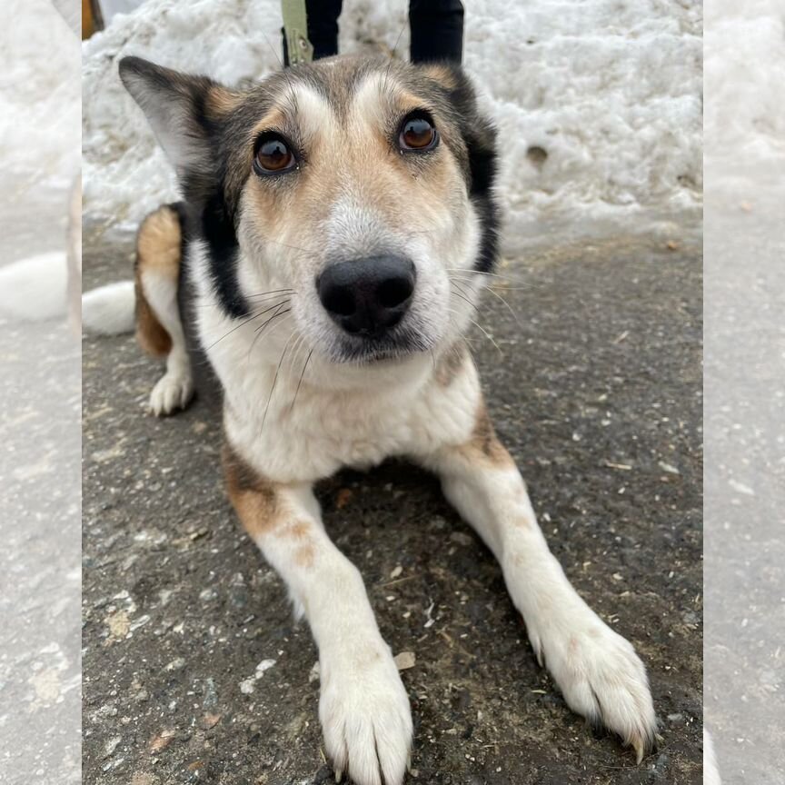 Собака ждёт вас