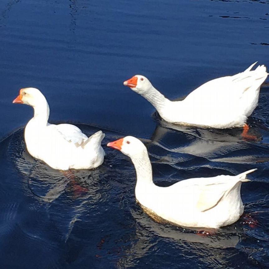 Гусята Линда. Молодые гуси. 2-4 недели