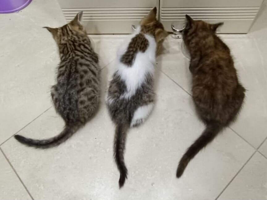 Отдам котят в добрые руки