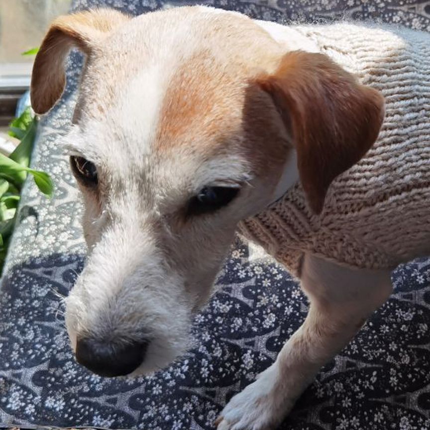 Жилет для собаки вязанный вручную