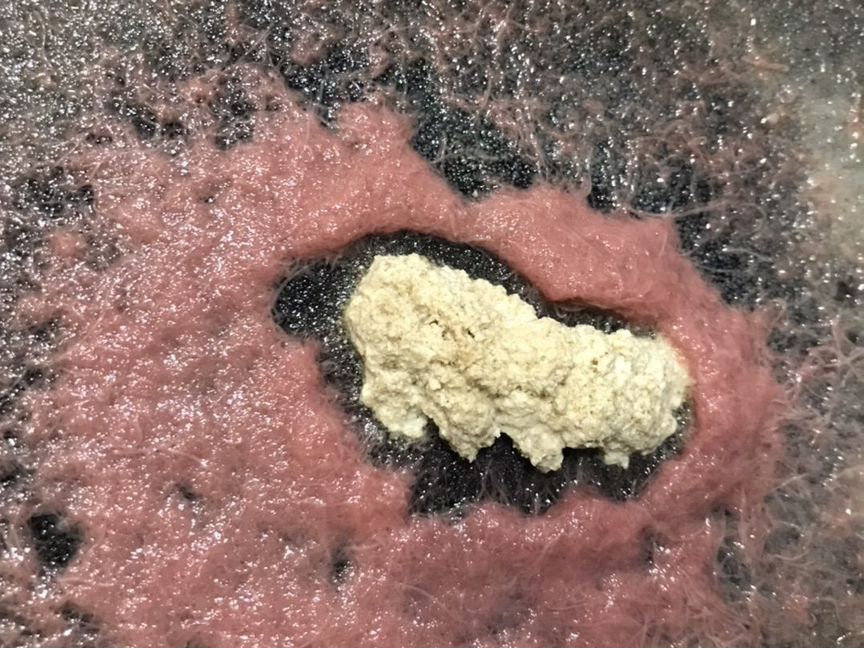 Трубочник изя