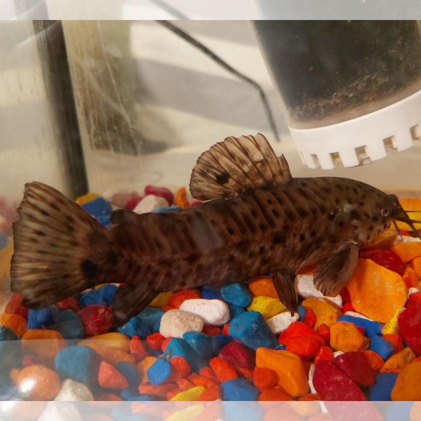 Сом и аквариум на 10 литров отдам