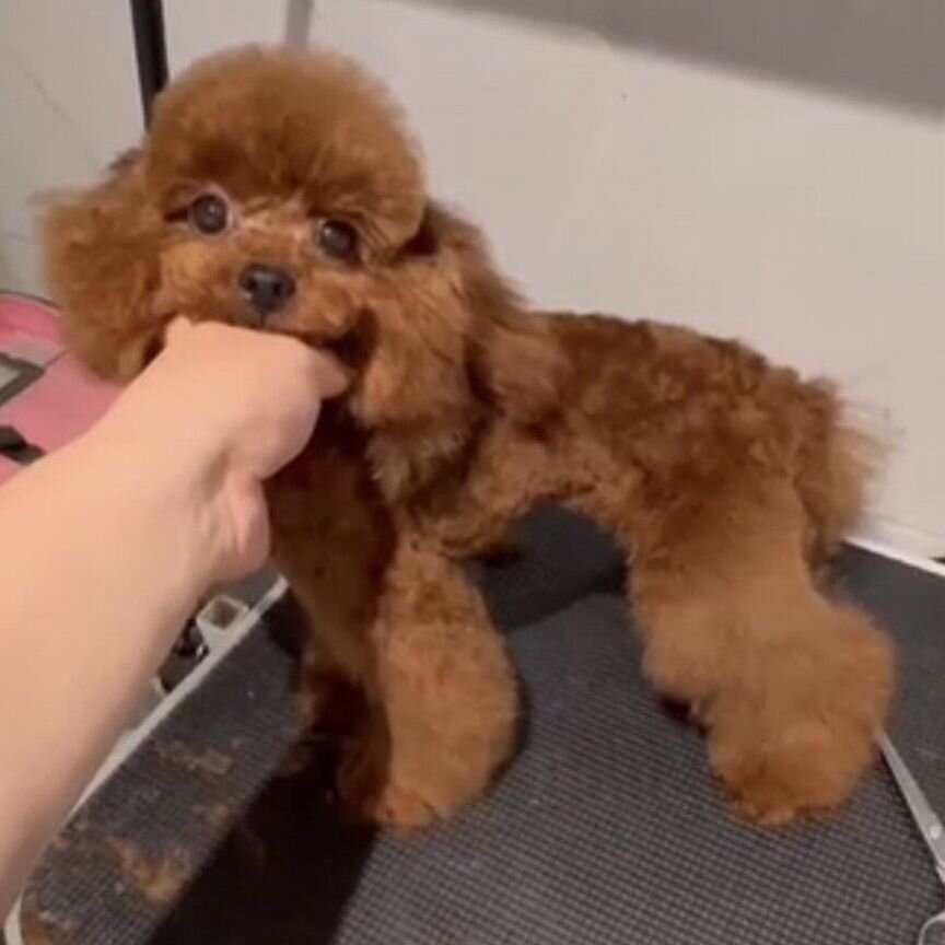 Пудель тедди Китай мальчик 7 месяцев