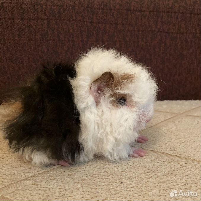 Морская свинка Лункария