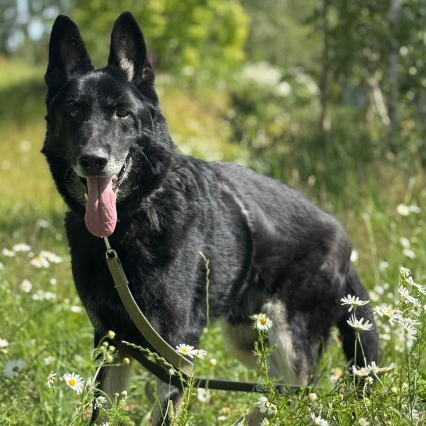 Взрослый пёс в добрые руки