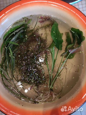 Аквариумные растения, прополка