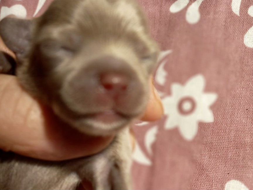 Чихуахуа mini и micro