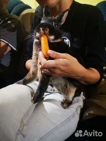 Кролик вязка