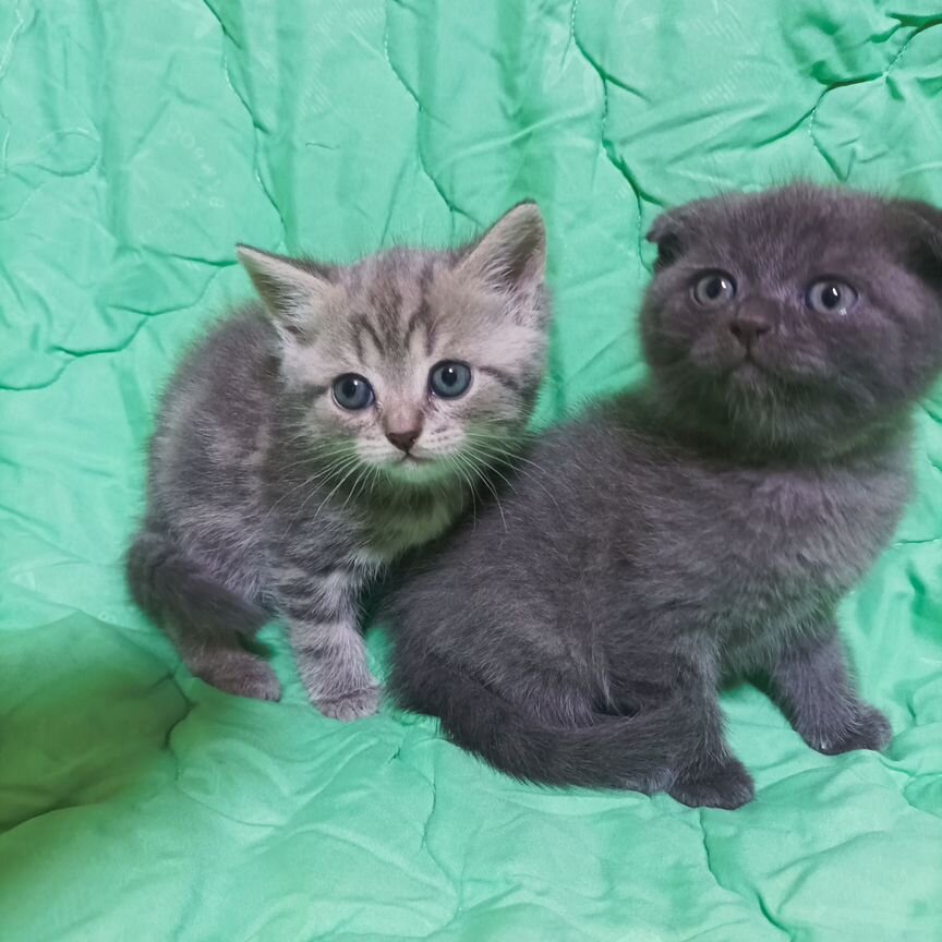 Шотландские вислоухие