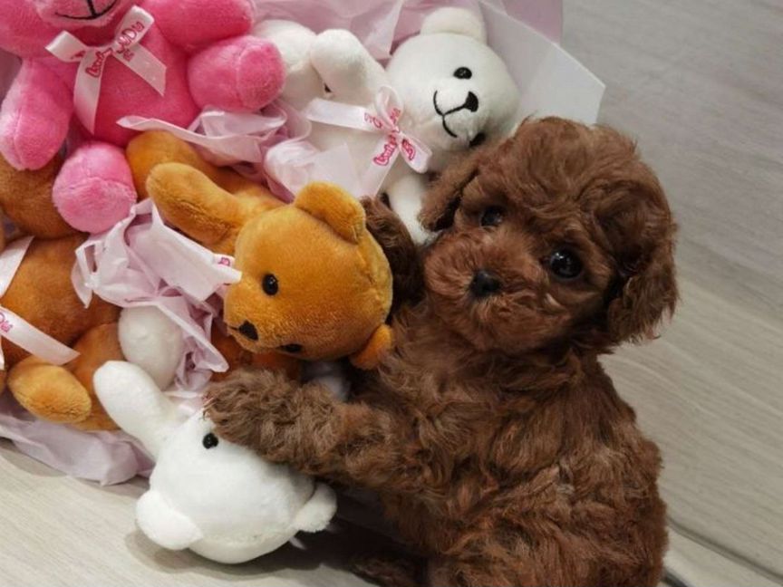 Мальтипу VIP тедди