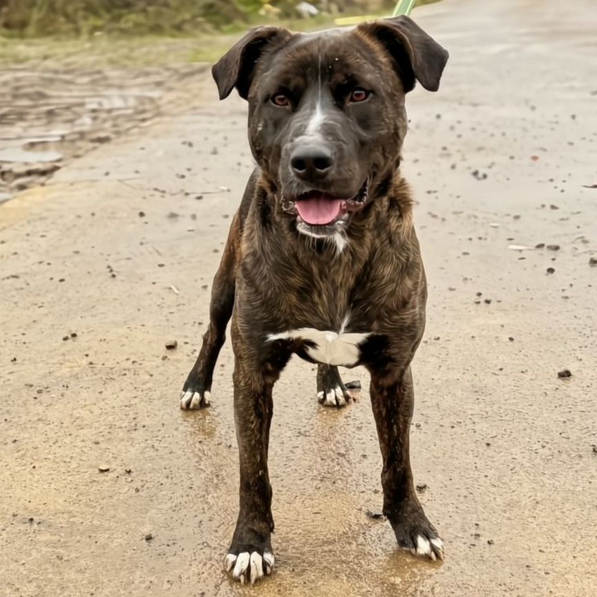 Взрослый пёс в добрые руки