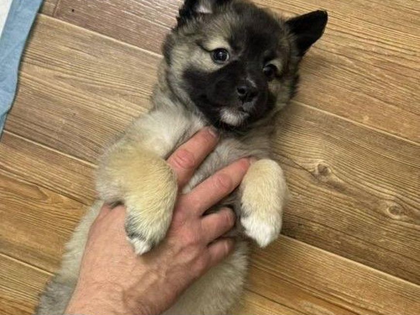 Щенок в добрые руки будет небольшой