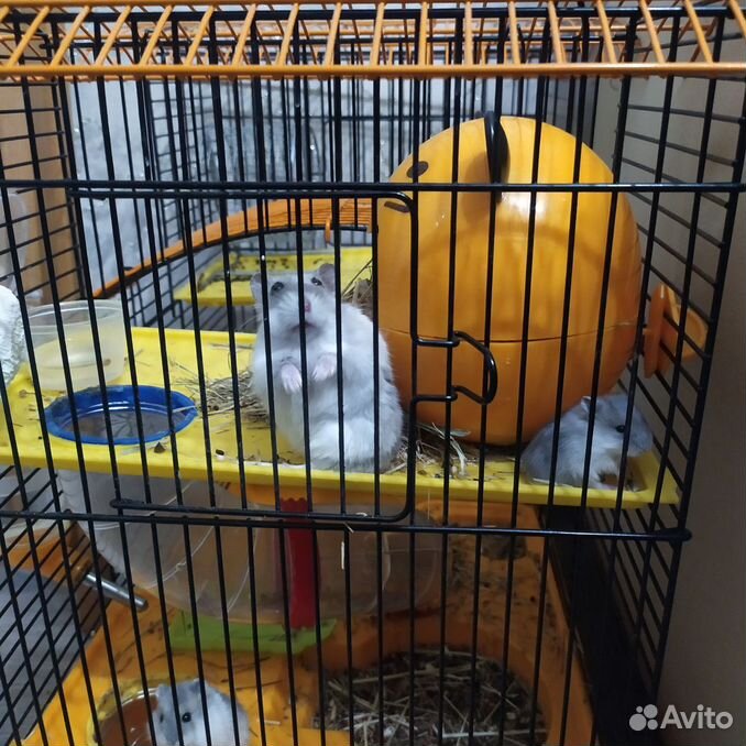 Отдам в добрые руки хомячат