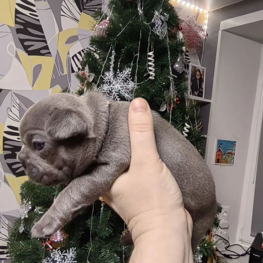 Французский бульдог, щенок