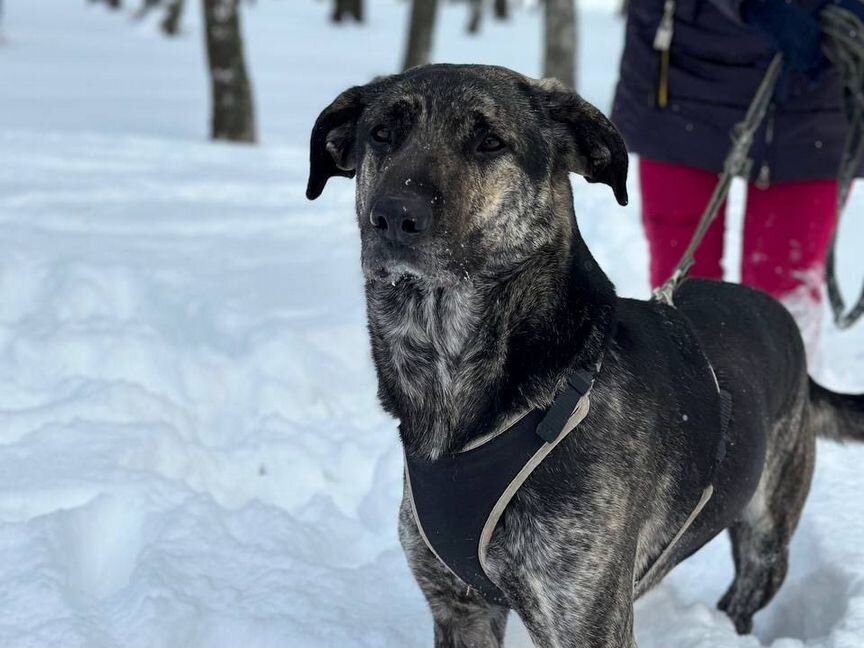 Собака в добрые руки