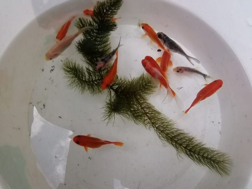 Рыба комета