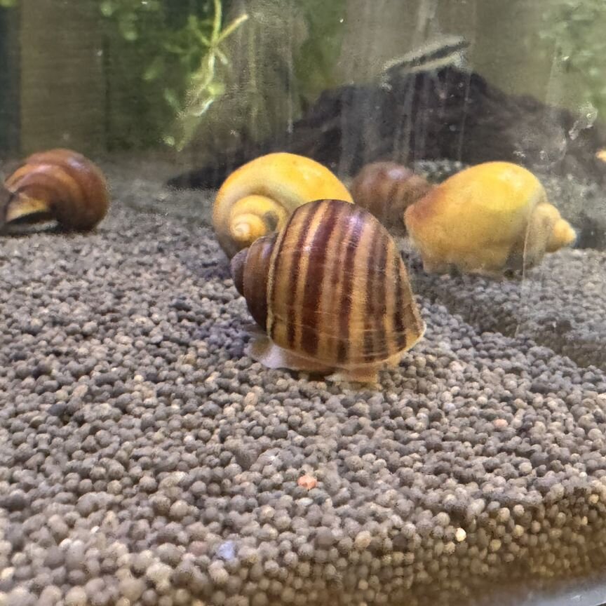 Улитки ампулярии