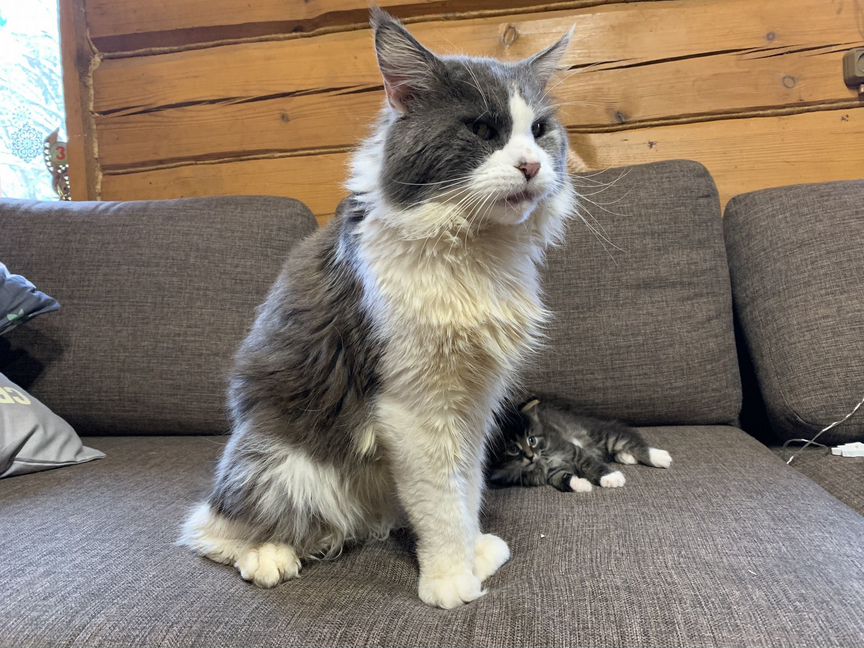 Котята