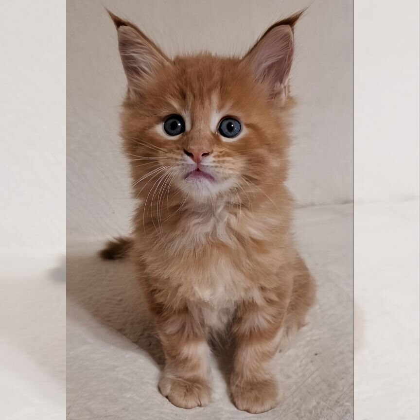 Мейн-кун котёнок