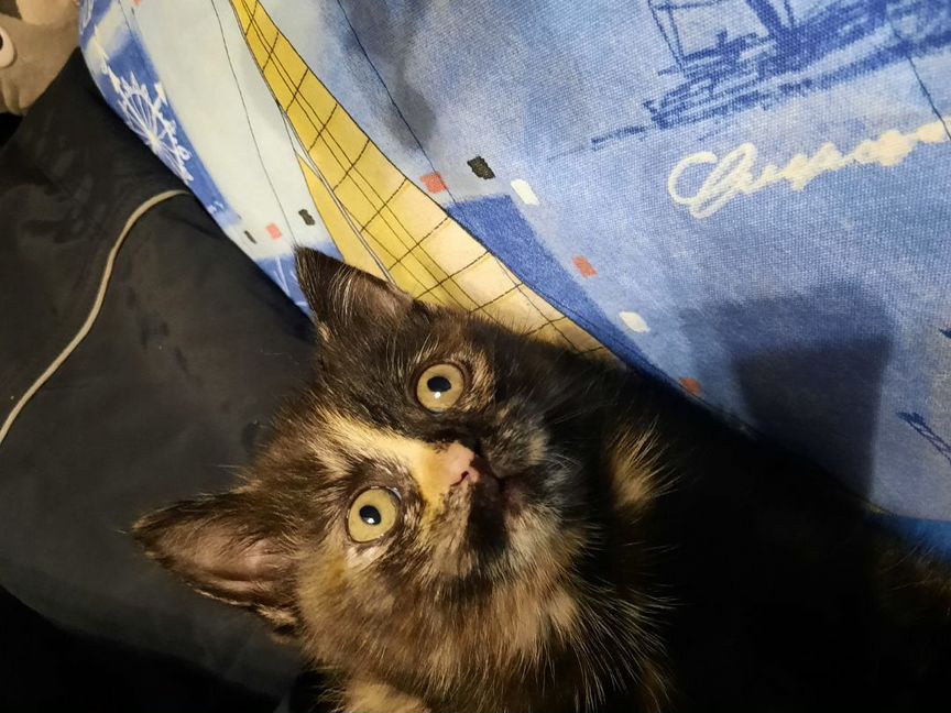 Кошка