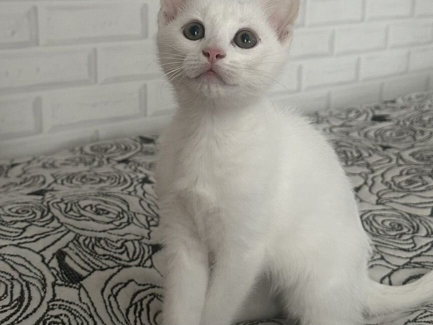 Котенок Бублик