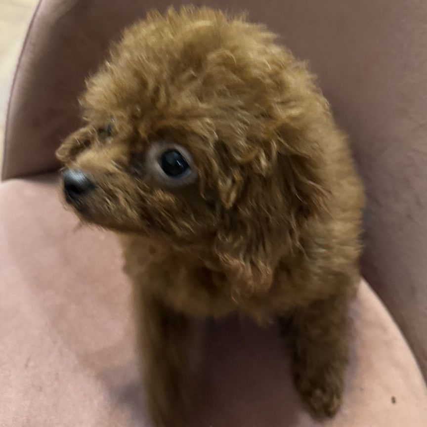 Той-пудель, щенок