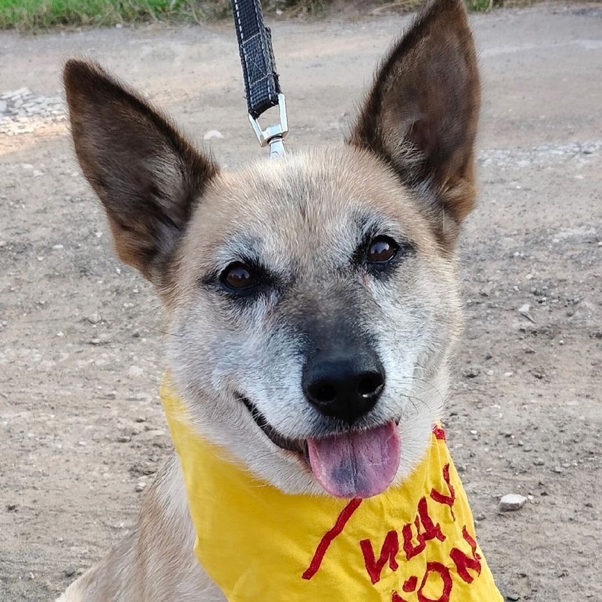 Маленькая добрая Душенька