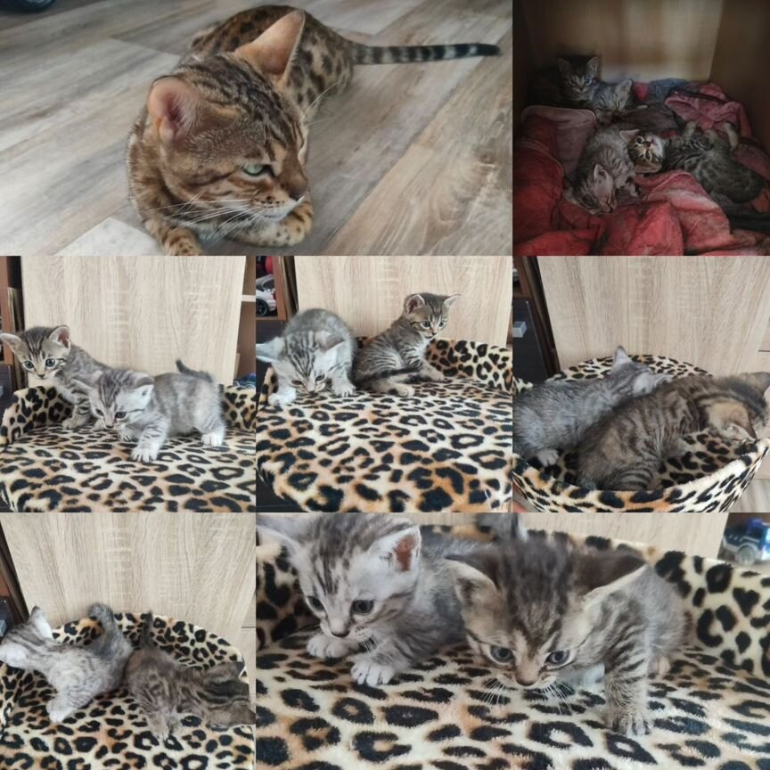 Отдам котят в добрые руки