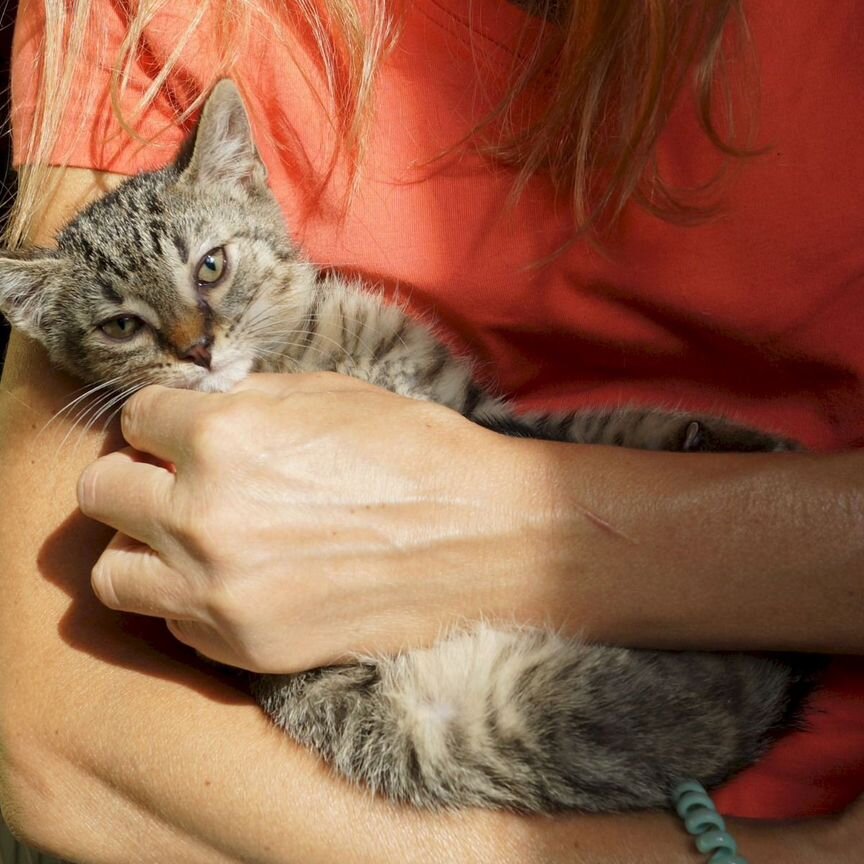 Котёнок девочка