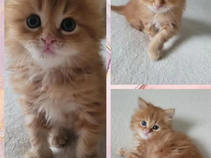 Шотландские котята