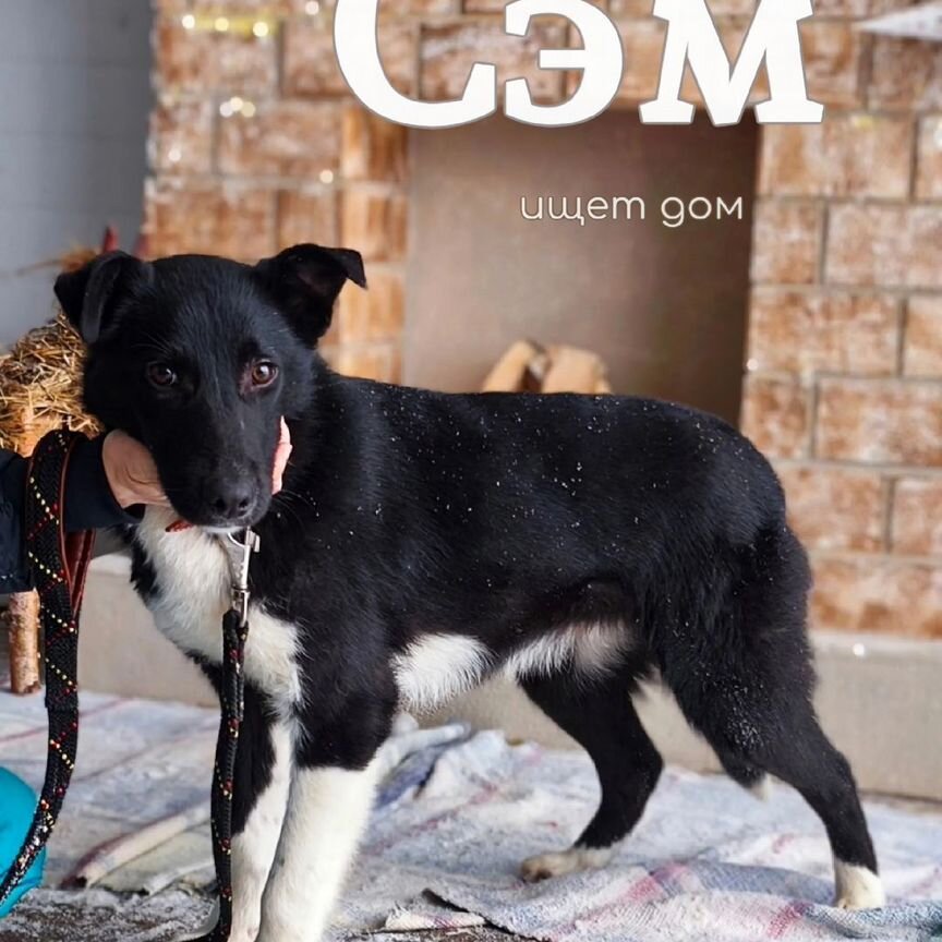 Щенок в добрые руки