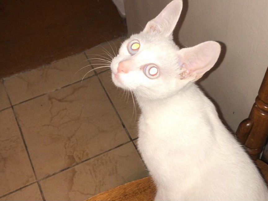 Котёнок