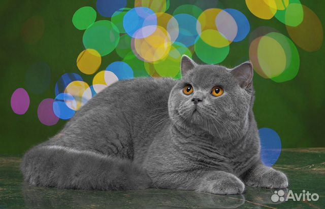 Британские котята