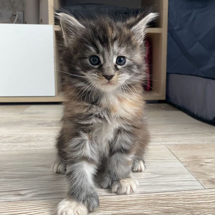 Мейн-кун котёнок