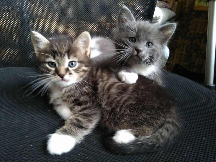 Домашние котята в добрые руки
