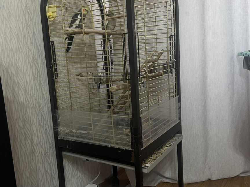 Клетка и две кореллы