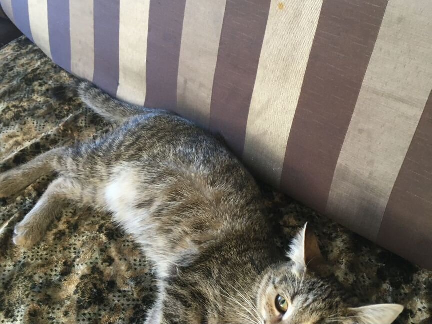 Отдам в добрые руки котёнка