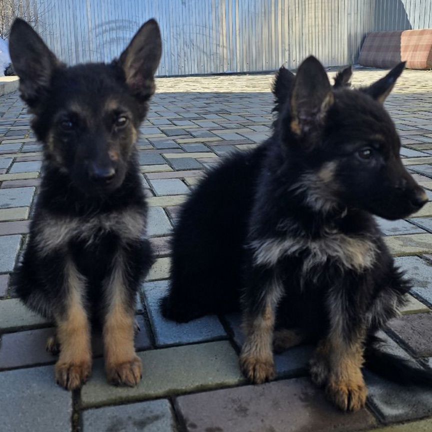 Немецкая овчарка, щенок