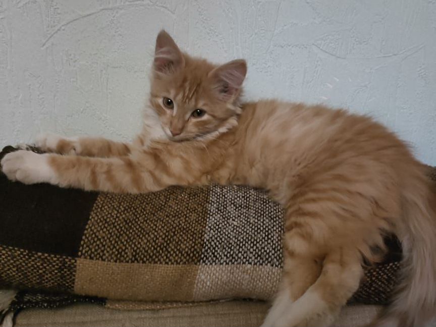 Рыжий котенок в добрые руки бесплатно