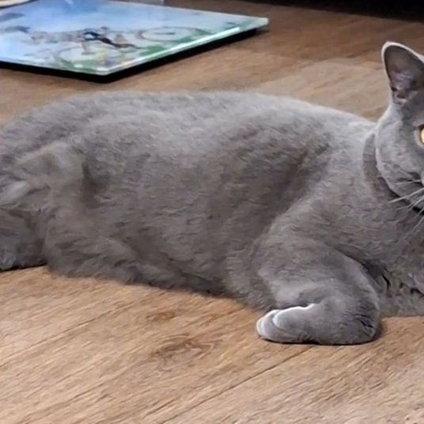 Британский кот