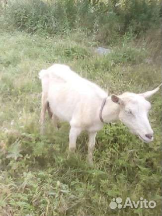 Коза и козлёнок