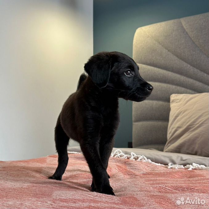 Щенок Айя в добрые руки